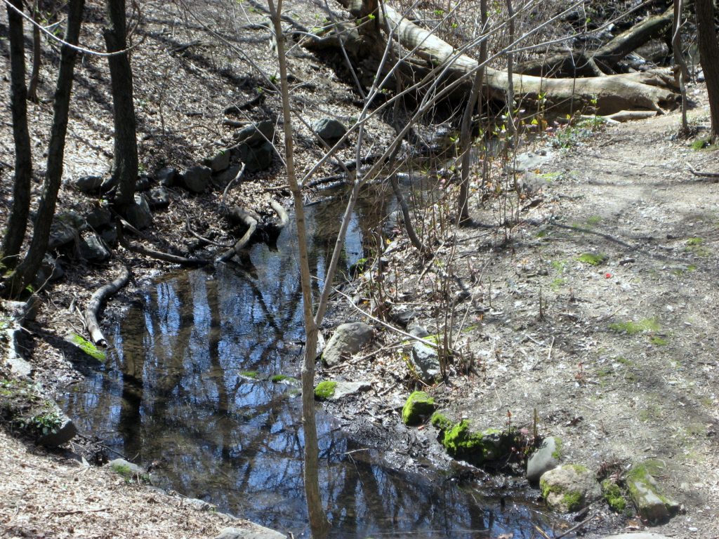 The Ramble in Central Park - The Perfect Urban Escape