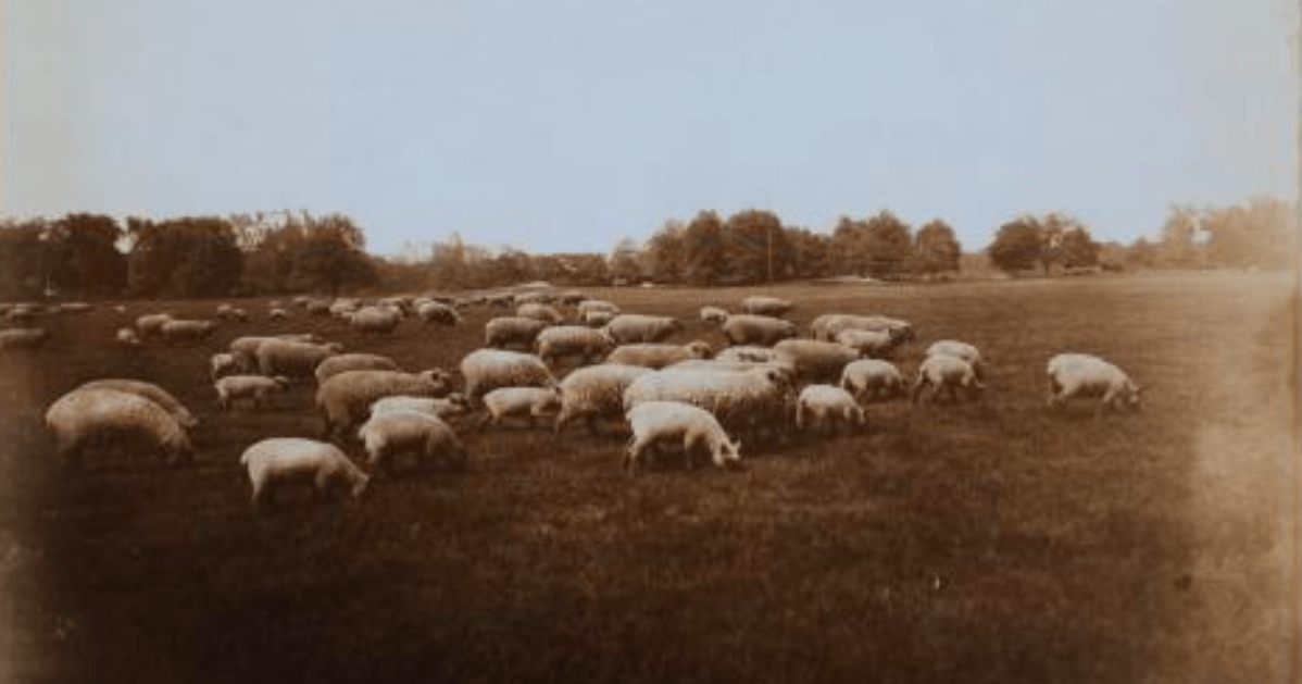 Sheep Meadow: A Slice of the English Countryside in Central Park